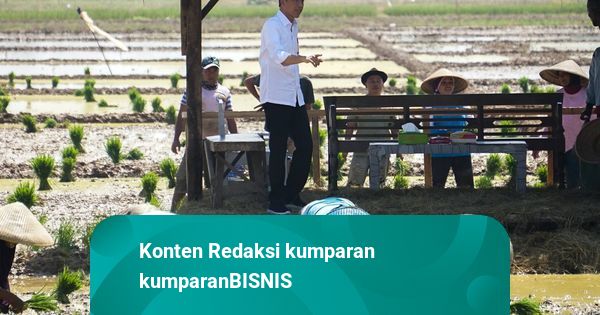 Foto: Presiden Jokowi Tinjau Tanam Padi di Kabupaten Pekalongan | kumparan.com